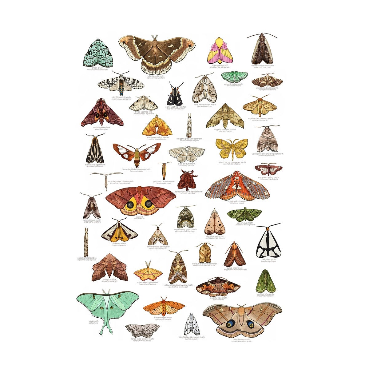 Moths of the Midwest 13x19 - Melissa Bryant Art | My Site